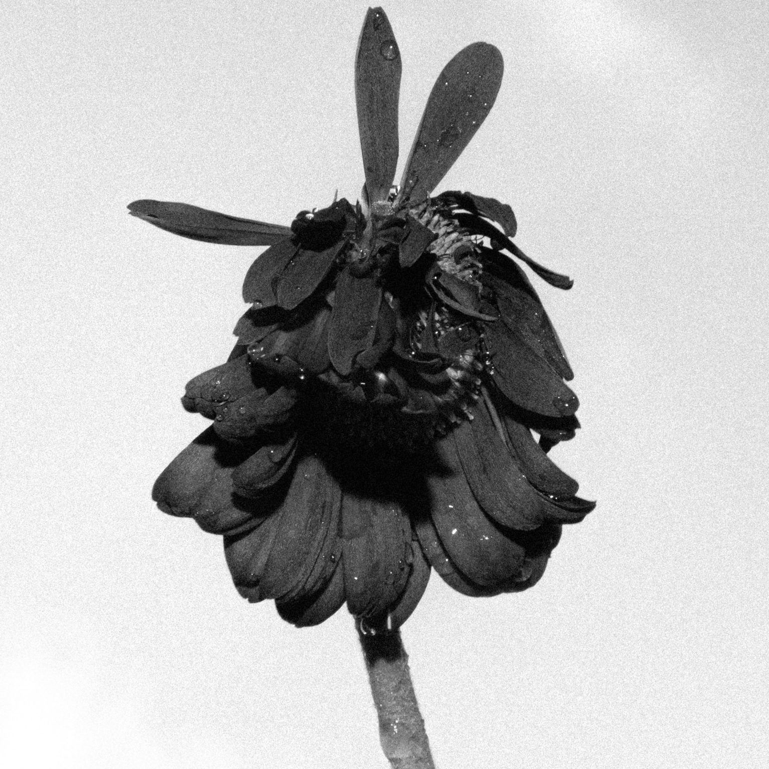 神戸を拠点にするziproomが新曲"come around"をリリース - FNMNL (フェノメナル)